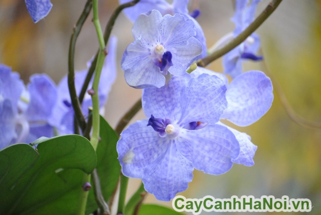 Hoa Lan Vanda - Cảnh Quan Hà Nội